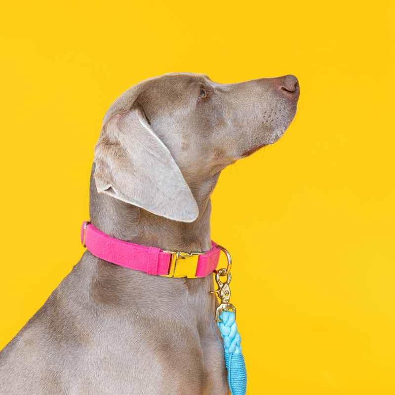Pippa Dog Collar