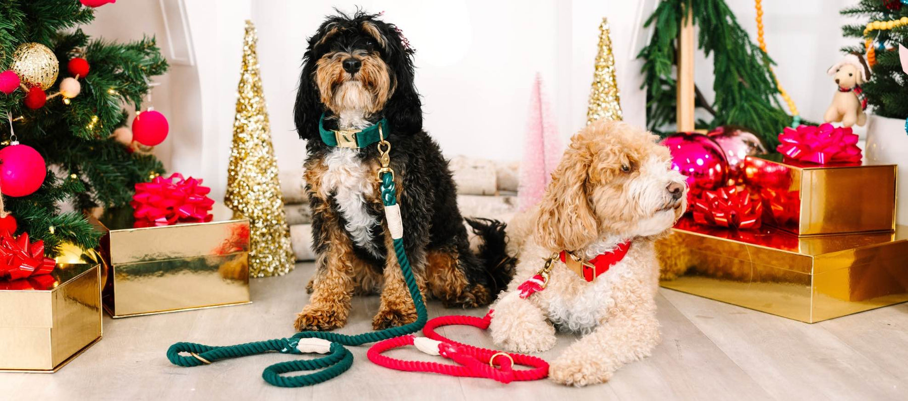 Pink Papyrus | Luxury Pet Accessories for Modern Dog Parents