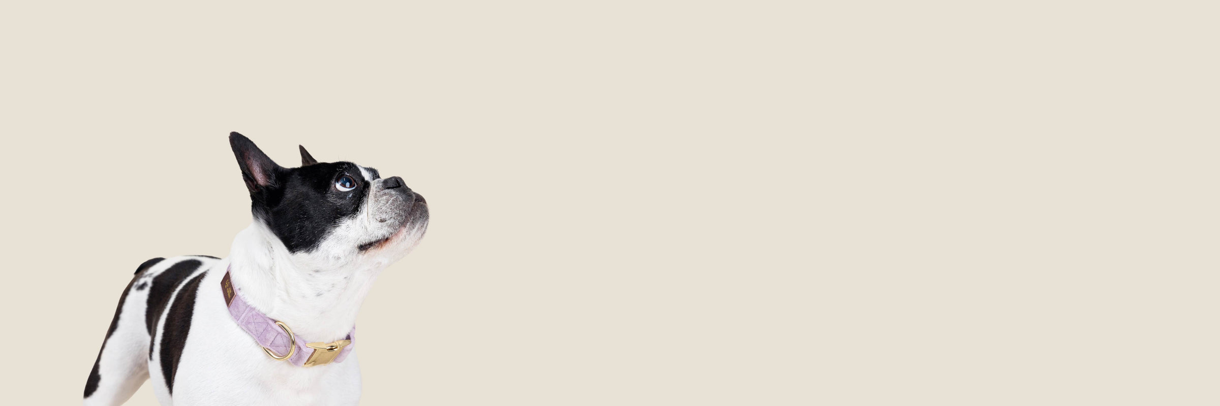 Dog Collars | Luxury Dog Collars | Cute Dog Collars