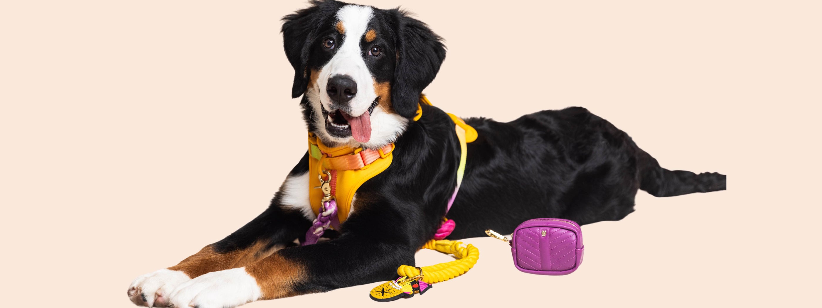 Pink Papyrus | Luxury Pet Accessories for Modern Dog Parents